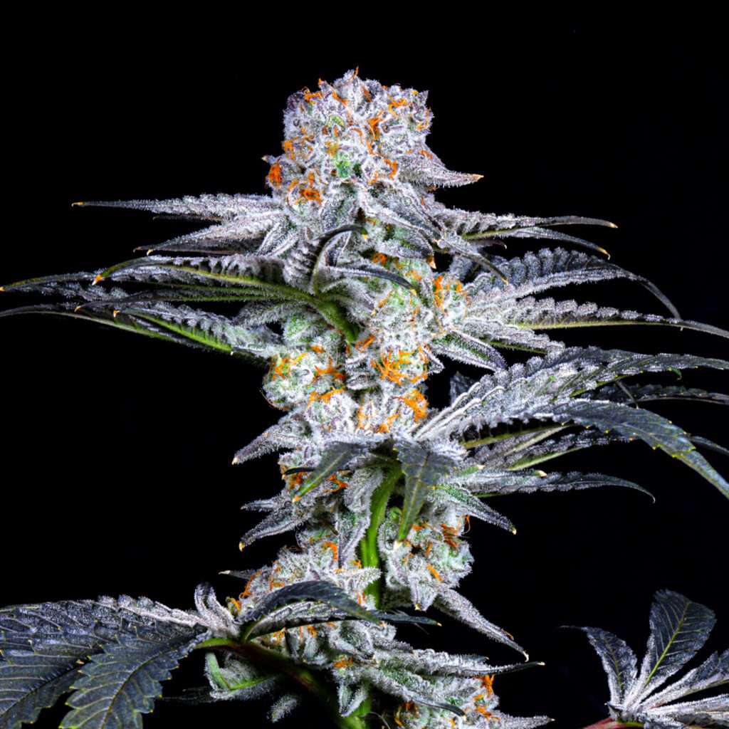 Coco Pebblez - LIT Farms » SeedTopia Cannabis Seeds Shop in Thailand