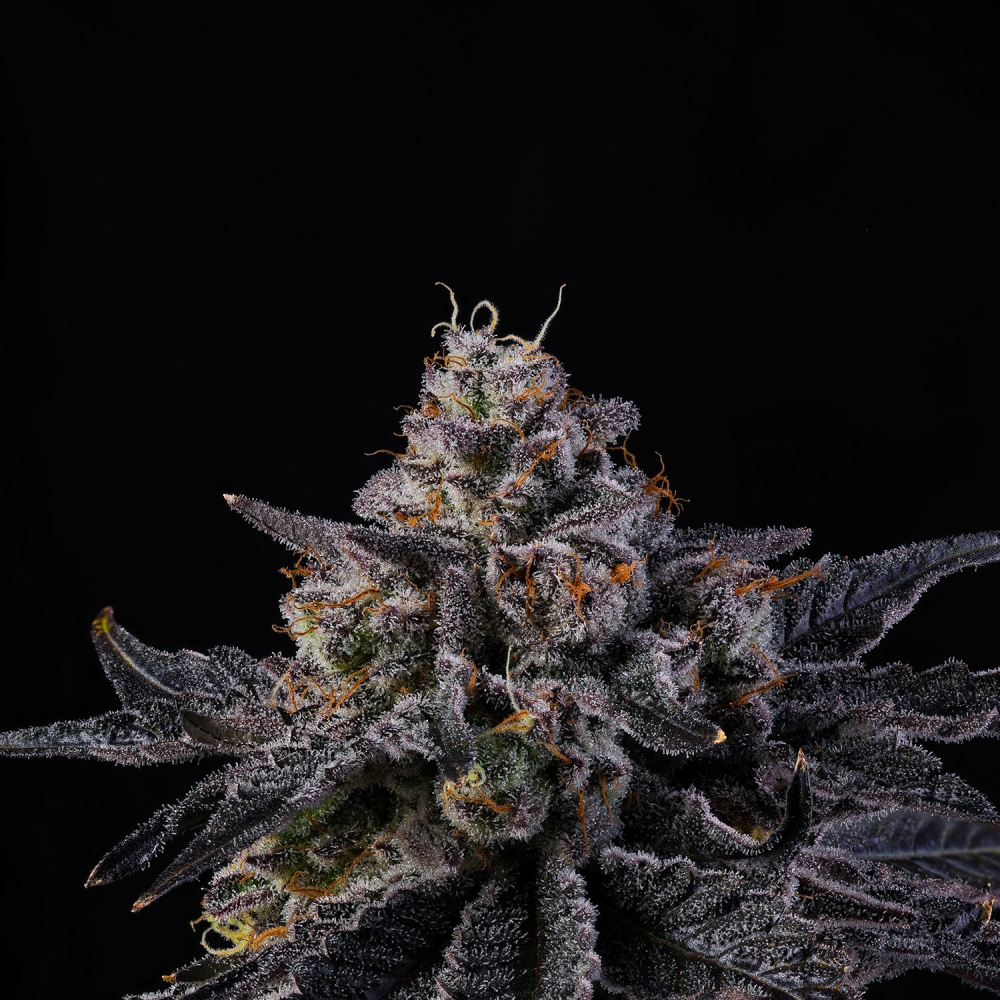 Rainbow Gelato - Wizard Trees Genetics » SeedTopia Cannabis Seeds Shop ...