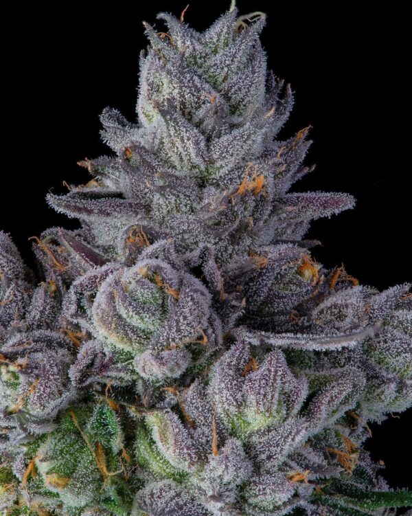 Rose Gold Runtz - Compound Genetics » SeedTopia Cannabis Seeds Shop in ...