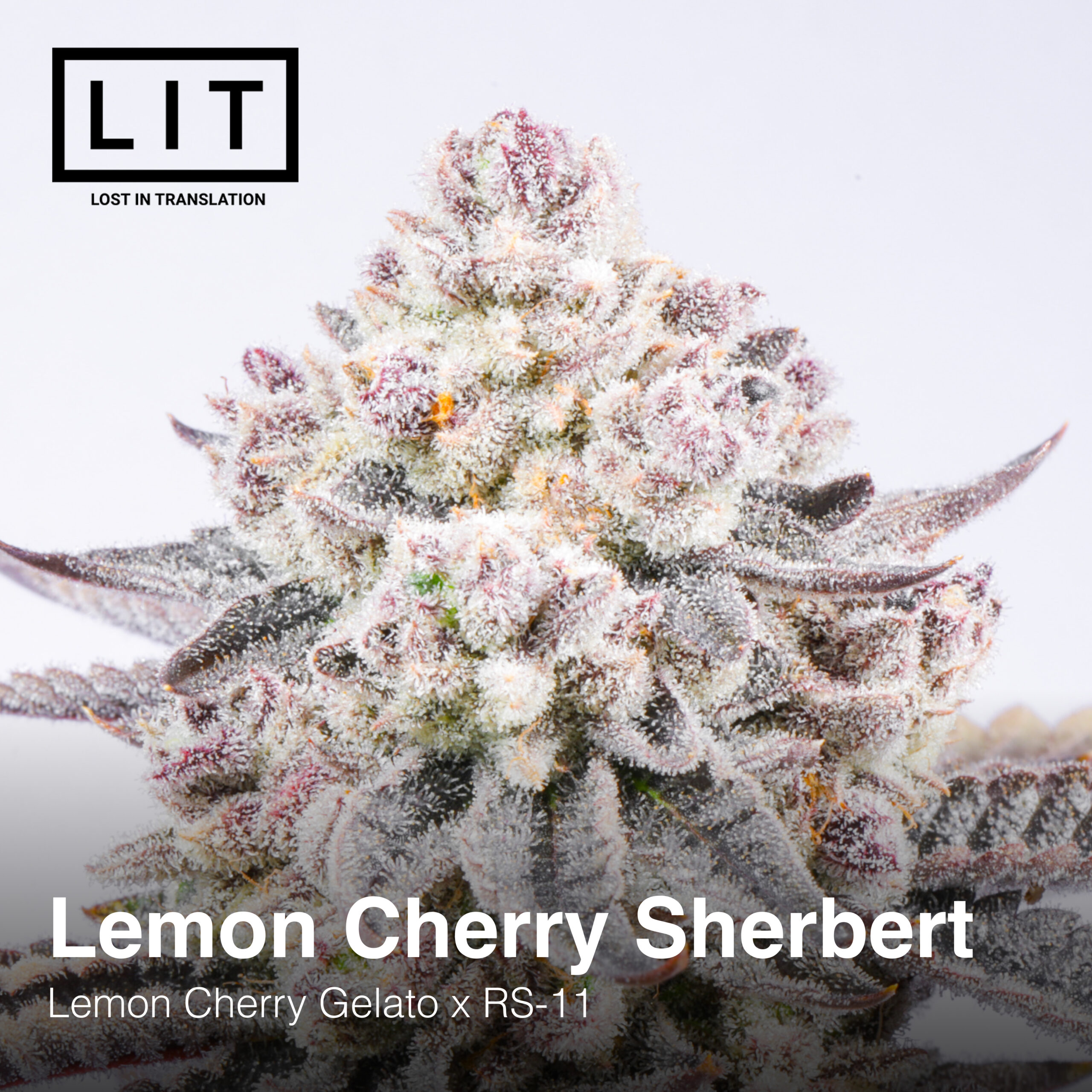 Lemon Cherry Sherbert - LIT Farms » SeedTopia Cannabis Seeds Shop in ...