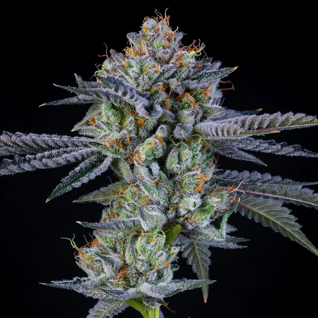 Windu - Wizard Trees Genetics » SeedTopia Cannabis Seeds Shop in Thailand