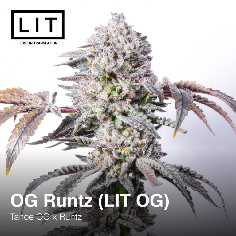 OG Runtz (LIT OG) - LIT Farms » SeedTopia Cannabis Seeds Shop in Thailand