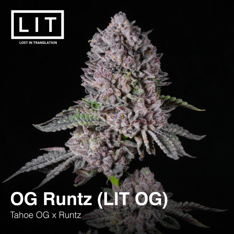 OG Runtz (LIT OG) - LIT Farms » SeedTopia Cannabis Seeds Shop in Thailand