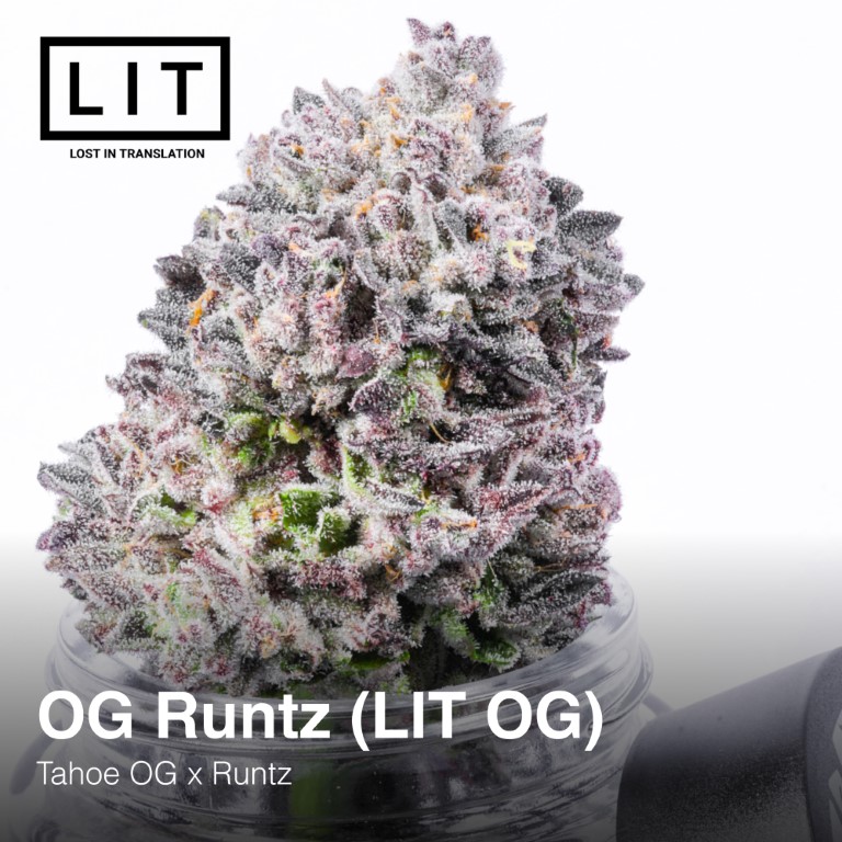 OG Runtz (LIT OG) - LIT Farms » SeedTopia Cannabis Seeds Shop in Thailand