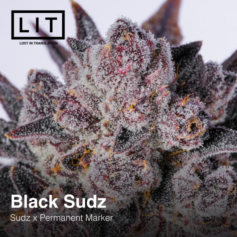 Black Sudz – LIT Farms » SeedTopia Cannabis Seeds Shop in Thailand