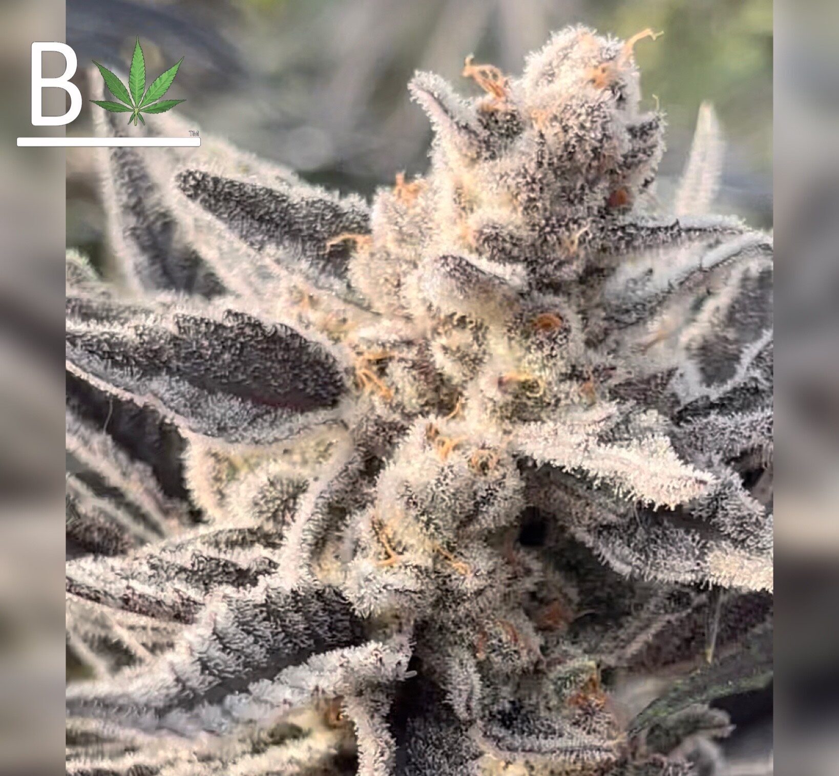 Trokenbeerenauslese - BeLeaf Genetics » SeedTopia Cannabis Seeds Shop ...
