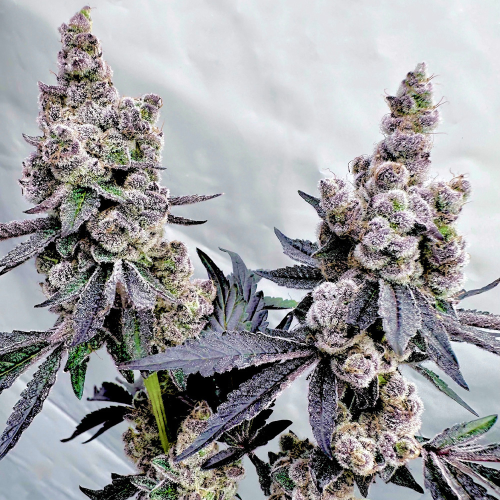 Sigma Series Volume 2 Bundle » SeedTopia Cannabis Seeds Shop in Thailand