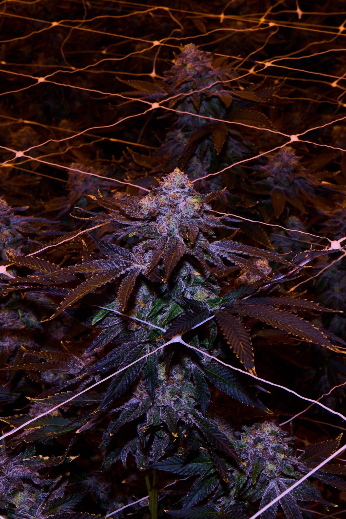 Permanent Marker S1 - Seed Junky Genetics » SeedTopia Cannabis Seeds ...